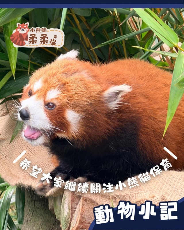Ocean Park’s beloved red panda Rou Rou passes away at age 17
